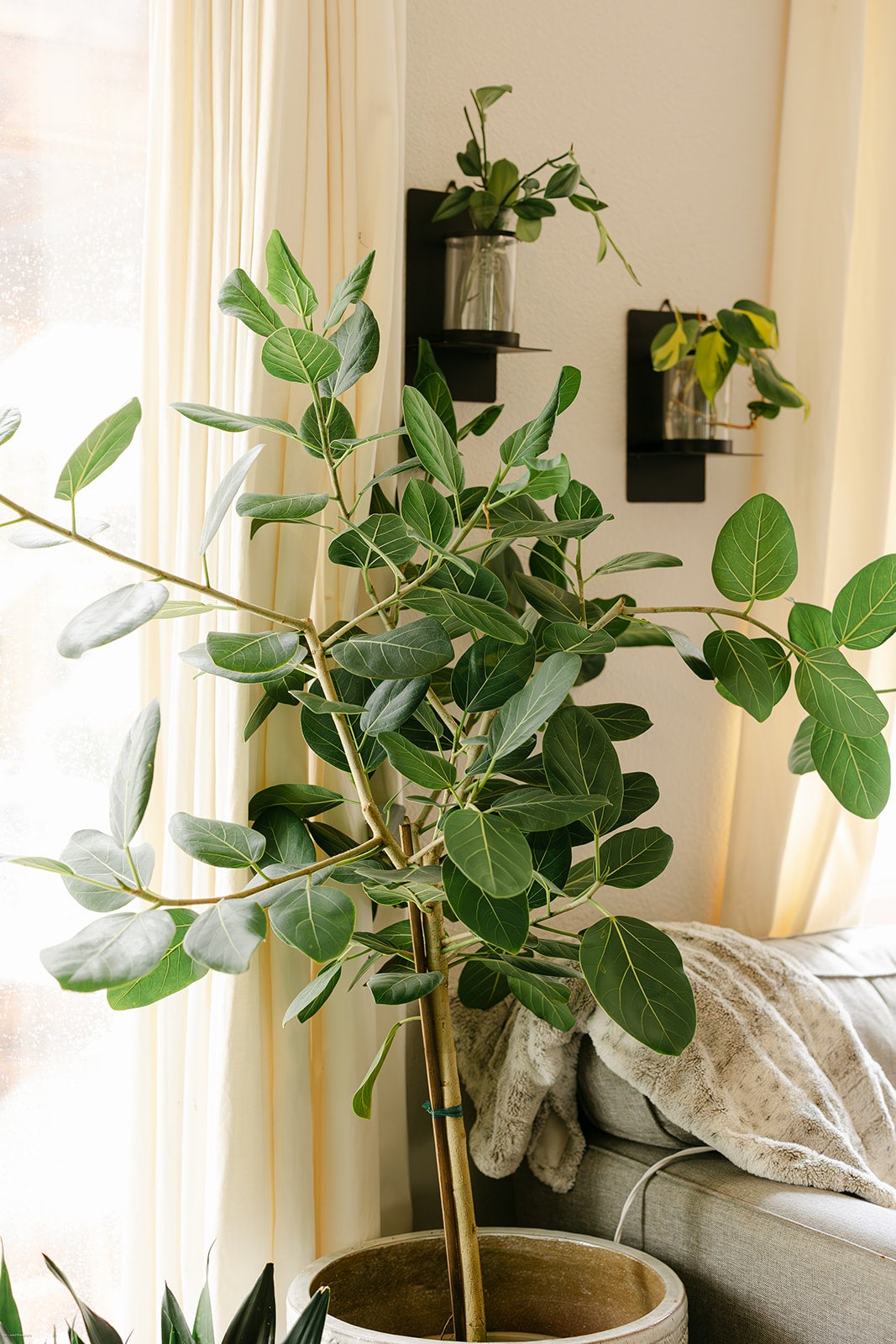 indoor ficus tree