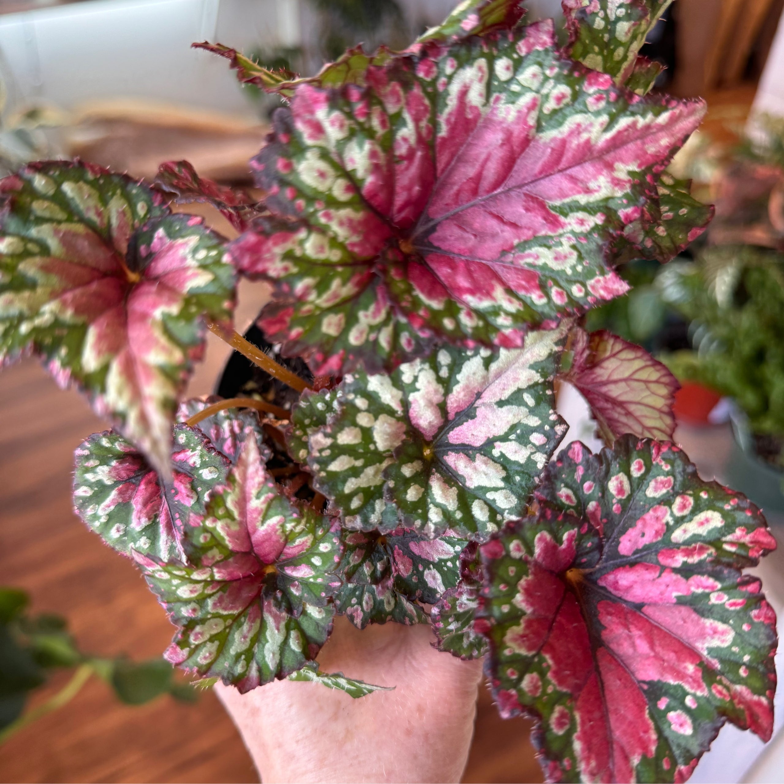 Begonia Rex Sorten