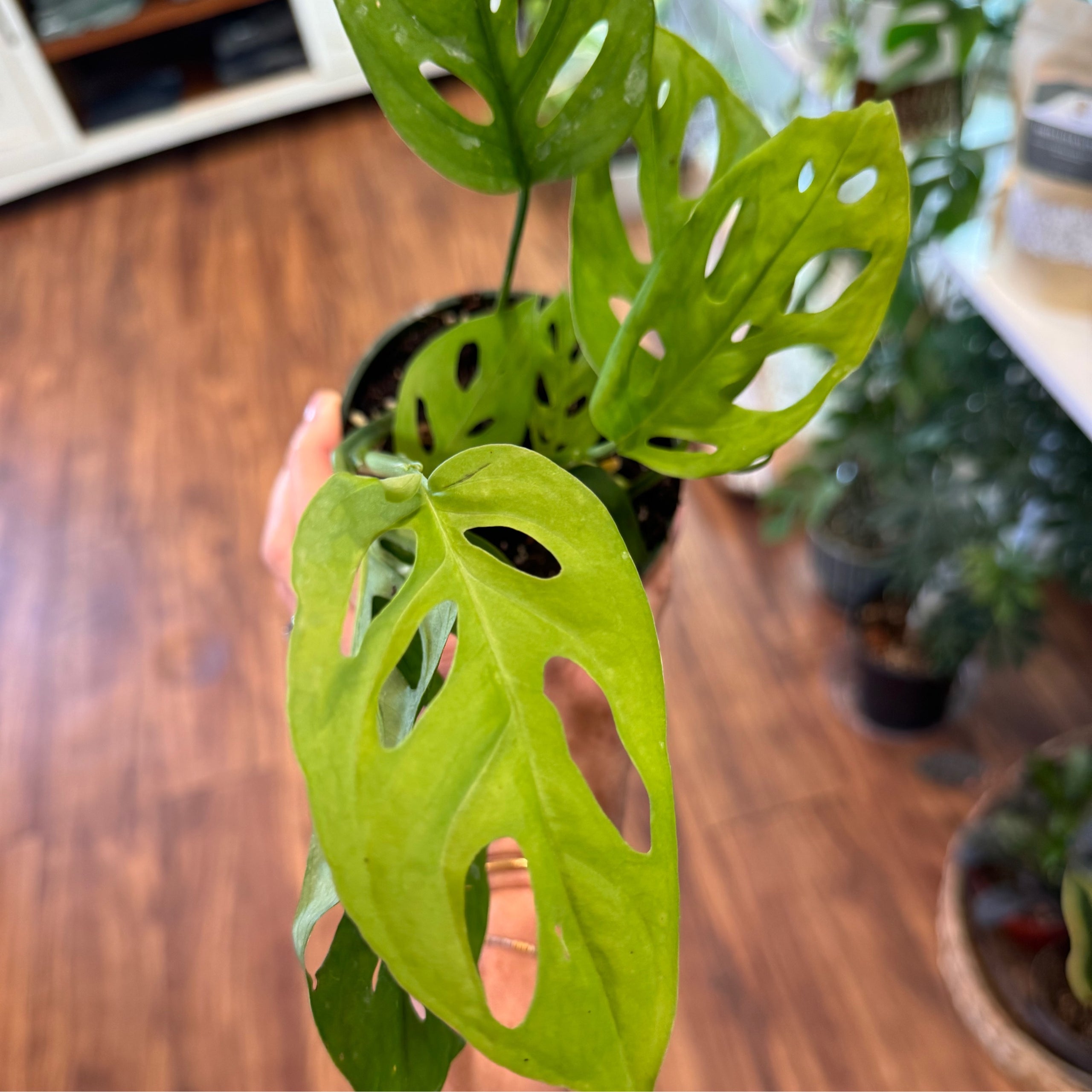 4” Swiss Cheese Pothos | Plant Patience