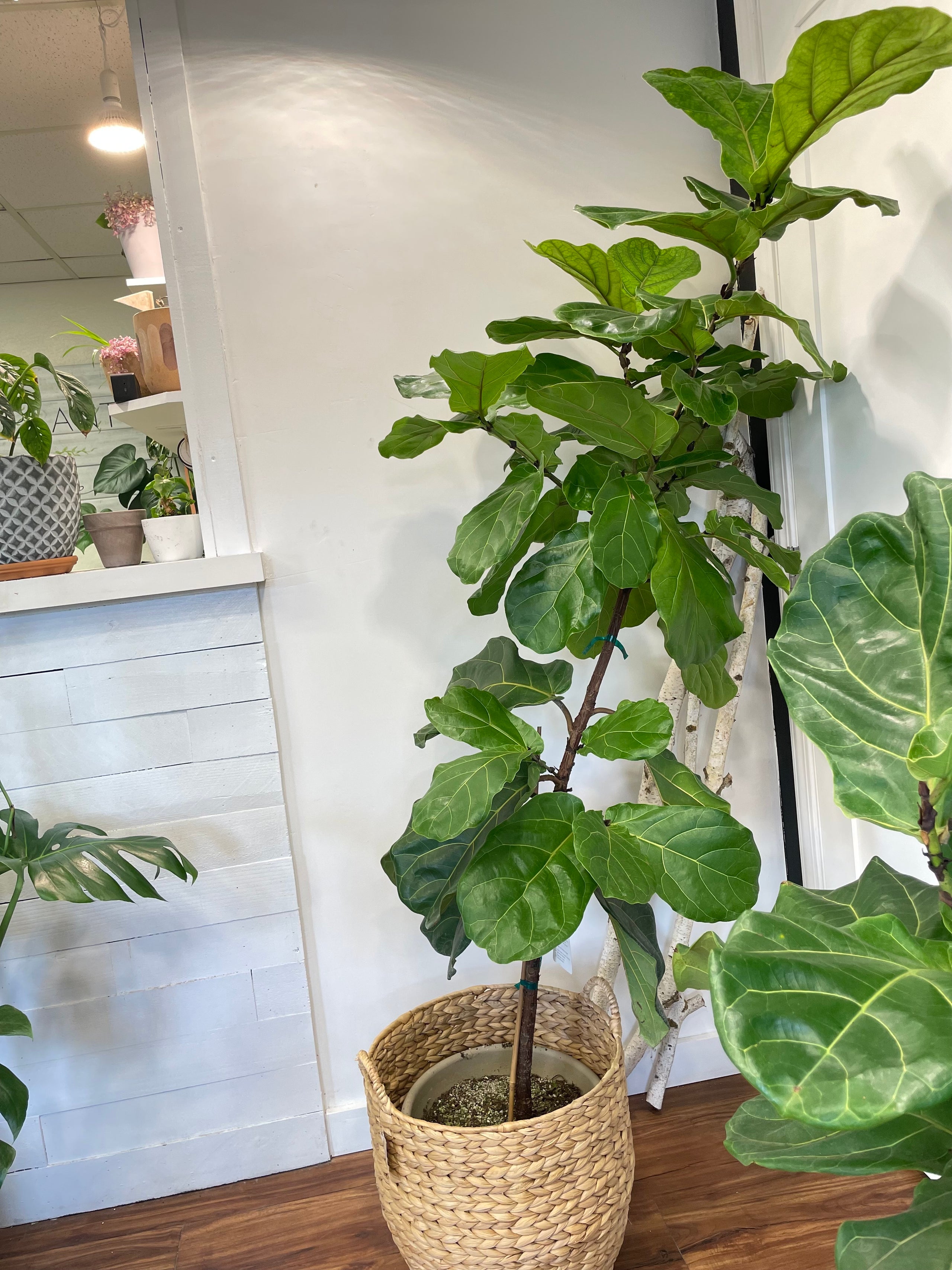10" Fiddle Leaf Fig | Plant Patience